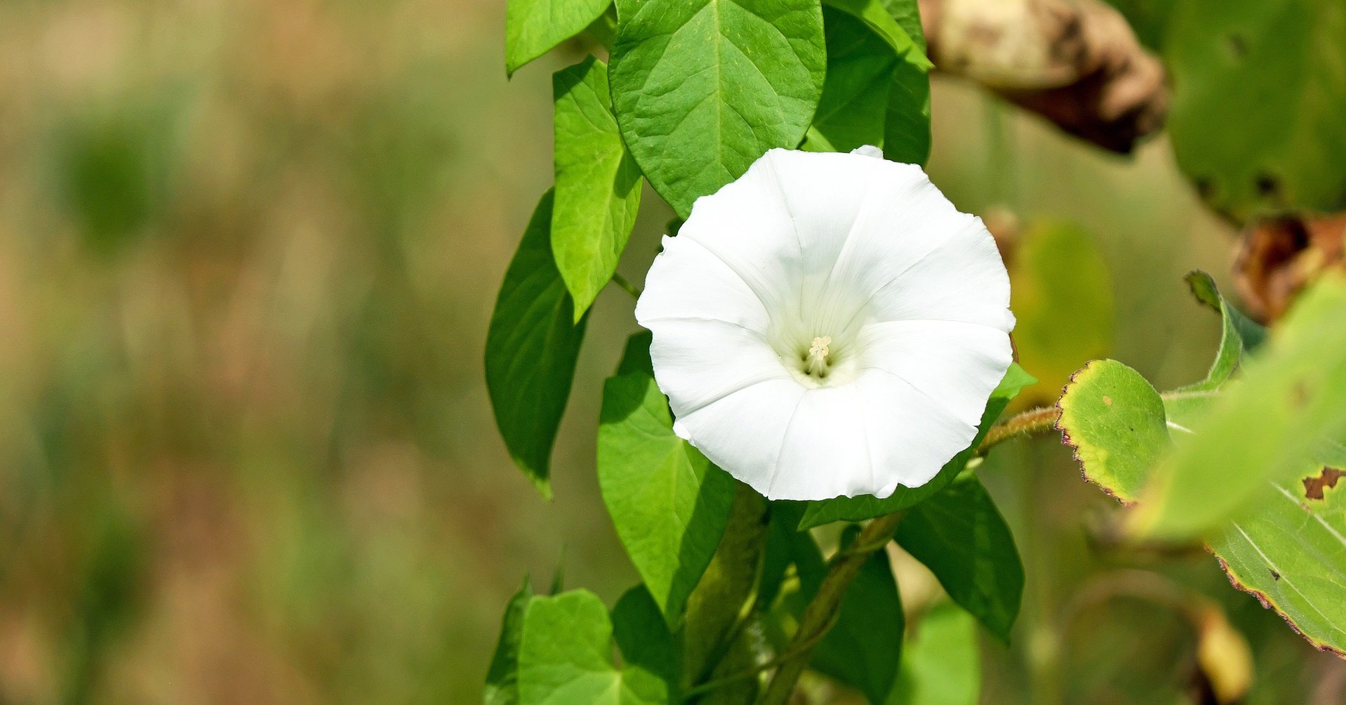 Der windige Windling