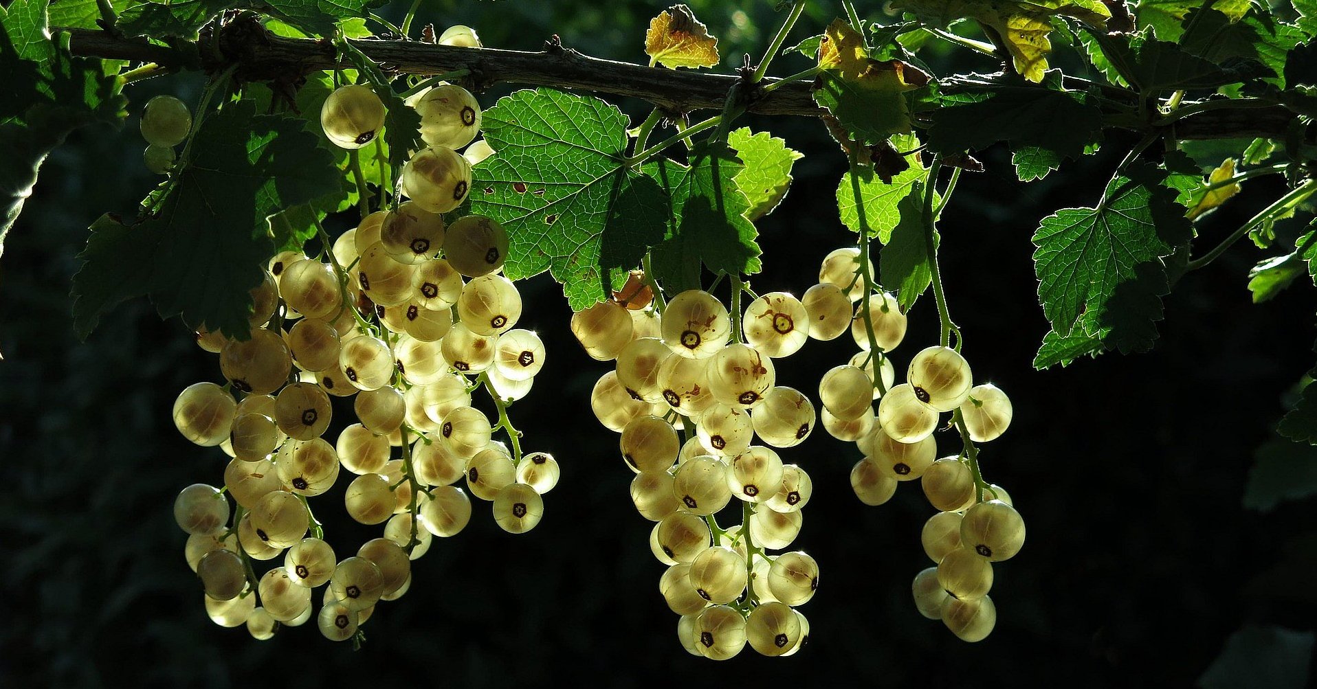 Die Ribisel: Eine Beere zur Sommersonnenwende