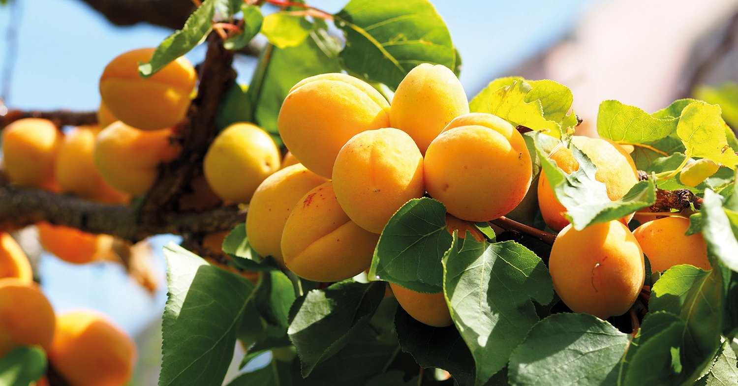 Marille - Süße Sommerfrüchtchen