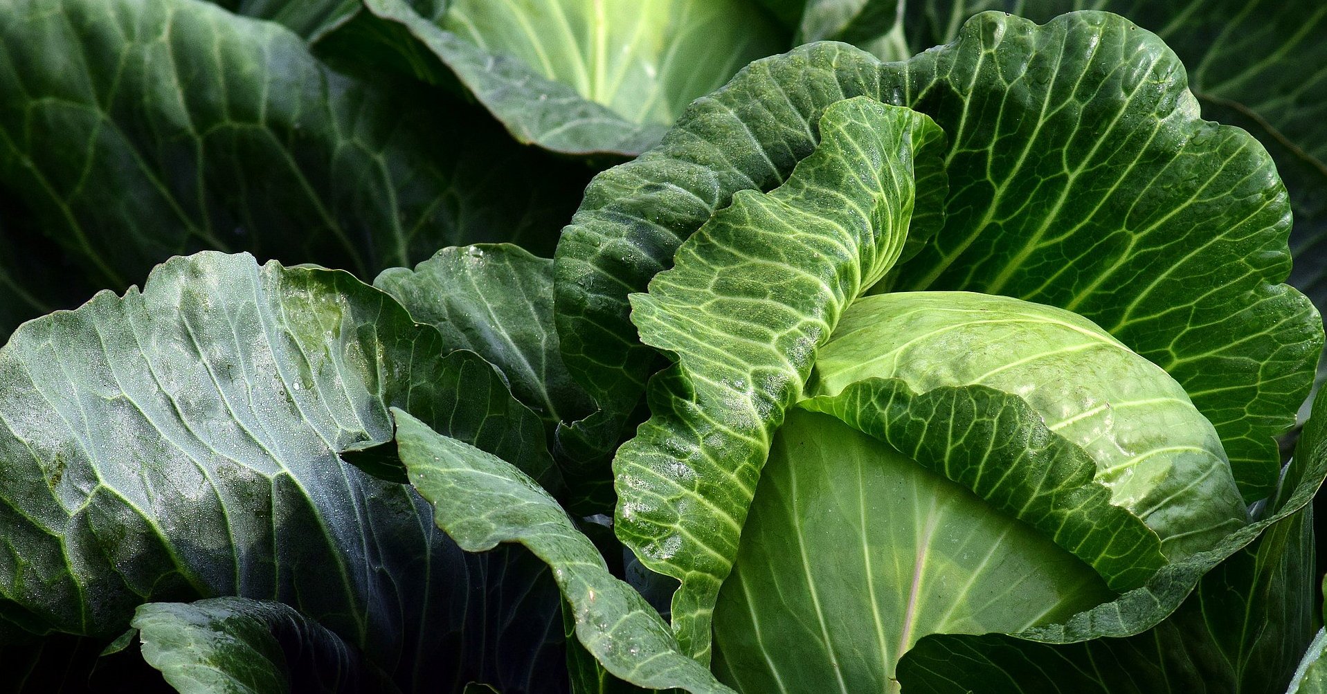 Weißkraut gesundes Lagergemüse